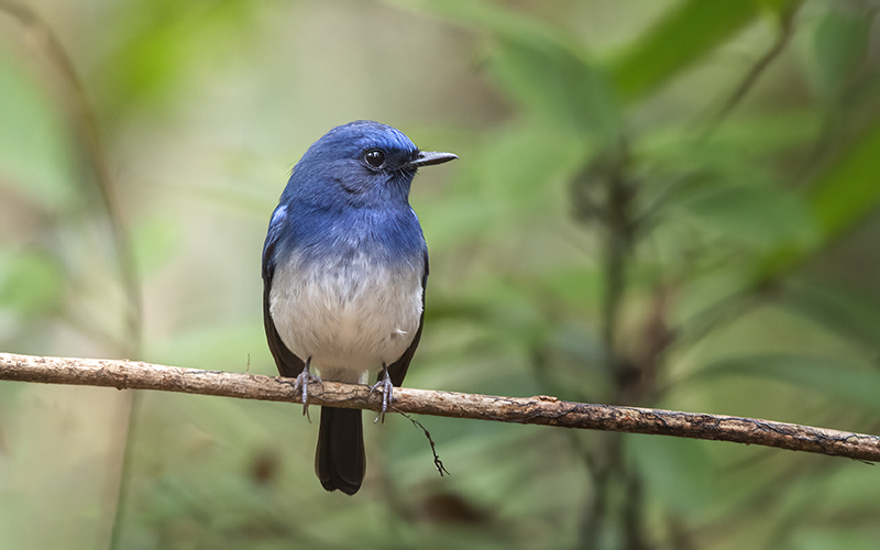 Best of Southern Vietnam (7-Days) | Vietbirdphototours.com