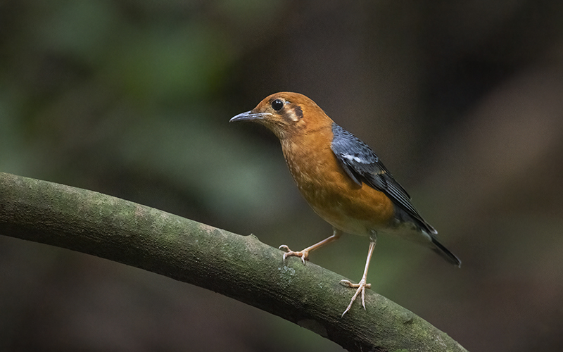 Cuc Phuong Bird Hides┃Vietbirdphototours.com