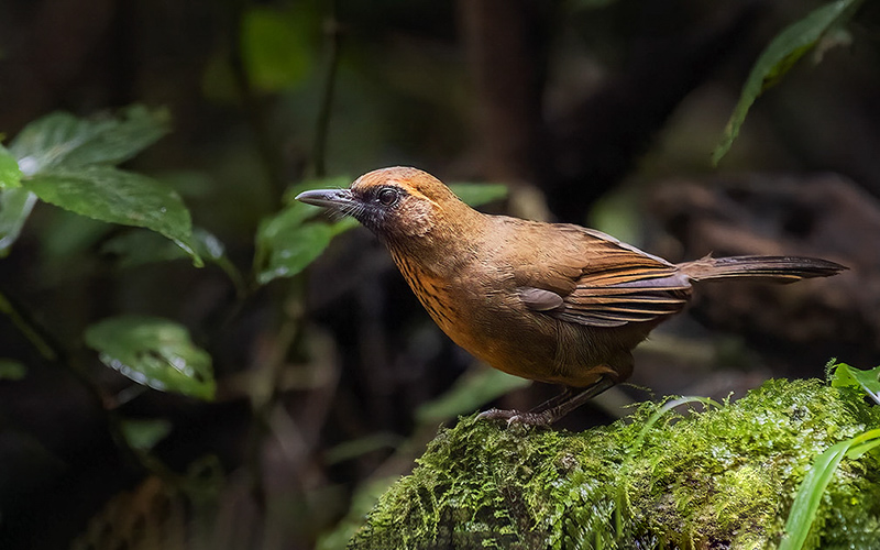 Best of Southern Vietnam (7-Days) | Vietbirdphototours.com