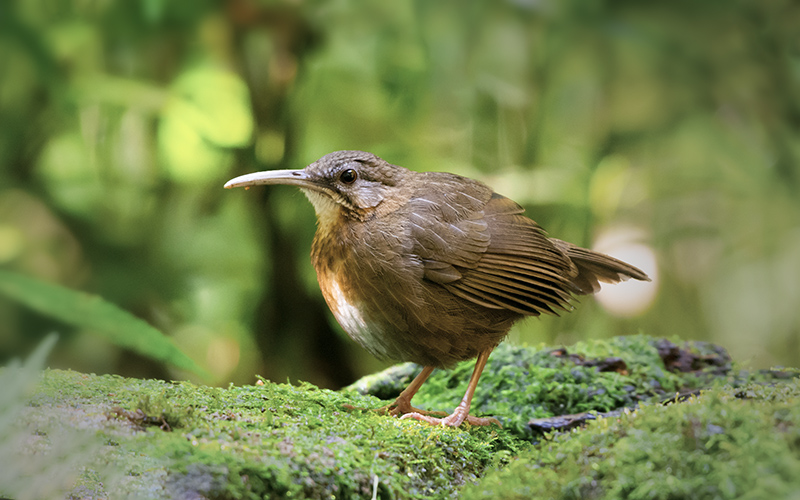 Best of Southern Vietnam (7-Days) | Vietbirdphototours.com