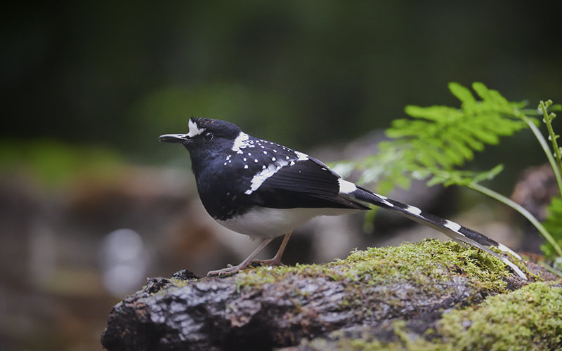 Best of Southern Vietnam (7-Days) | Vietbirdphototours.com