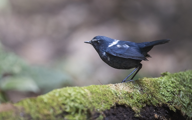 Mu Cang Chai Bird Hides┃Vietbirdphototours.com