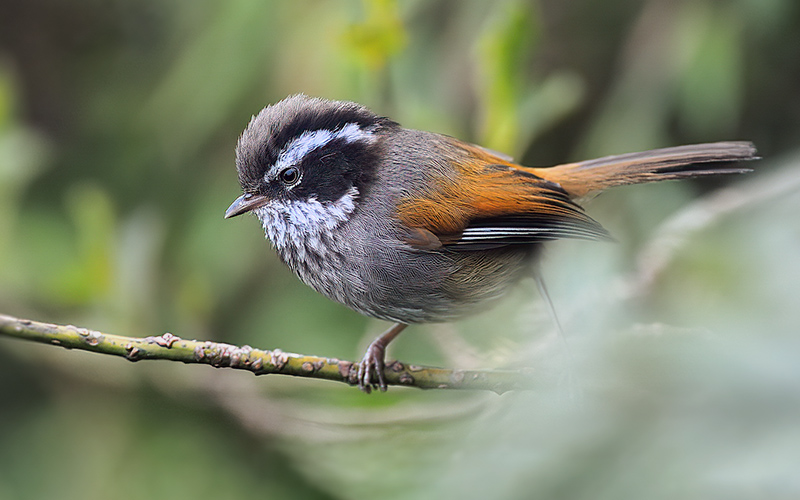 Best of Northern Vietnam (10-Days) | Vietbirdphototours.com